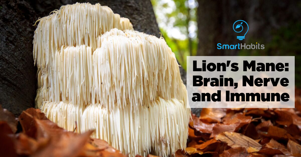 Lion's Mane - The Ultimate Nootropic – SmartHabits